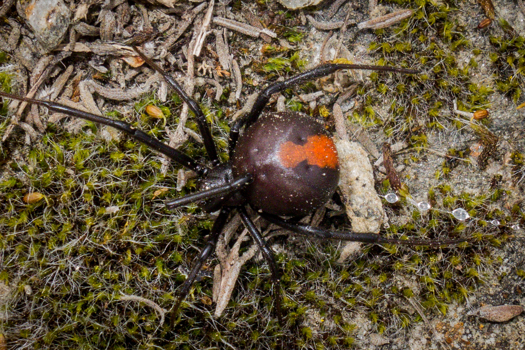 Redback Spider from Little Valley, New Zealand on October 4, 2018 at 11 ...