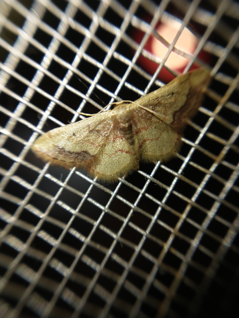 Geometer Moths in November 2021 by José Luis Barberán · iNaturalist