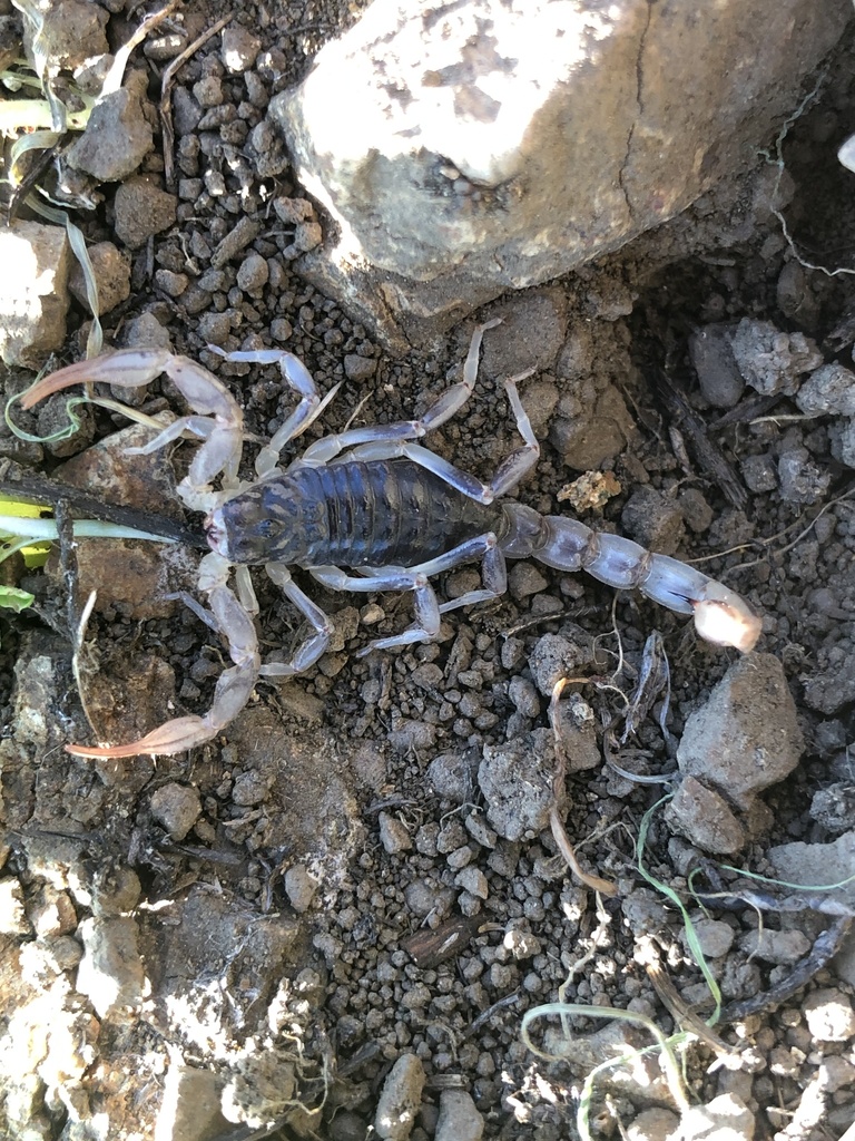 California common scorpion from Samuel P. Taylor State Park, Lagunitas ...