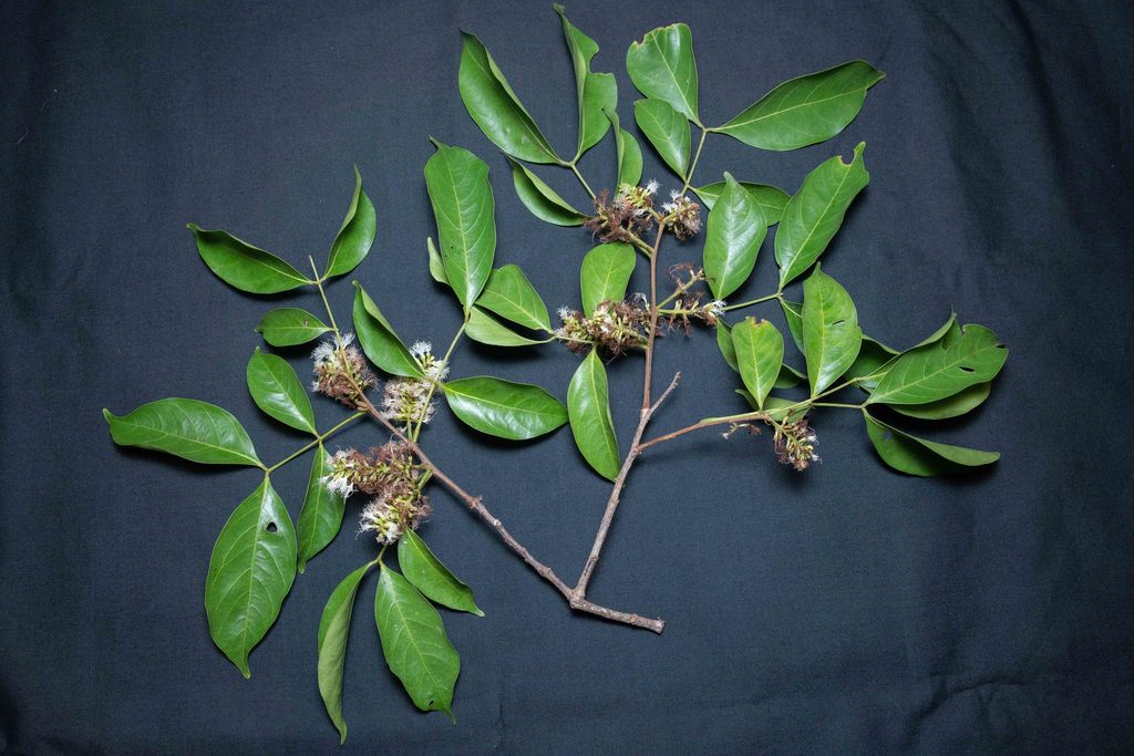 white inga from Tambopata, Peru on July 20, 2021 at 06:34 PM by Riley ...