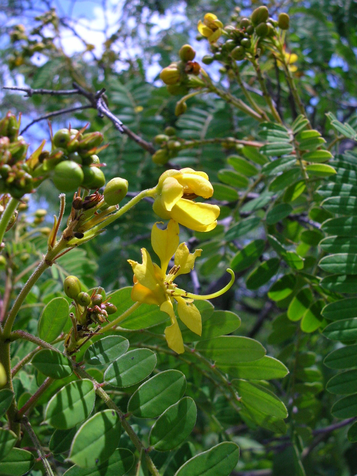 Senna polyantha (Collad.) H.S.Irwin & Barneby