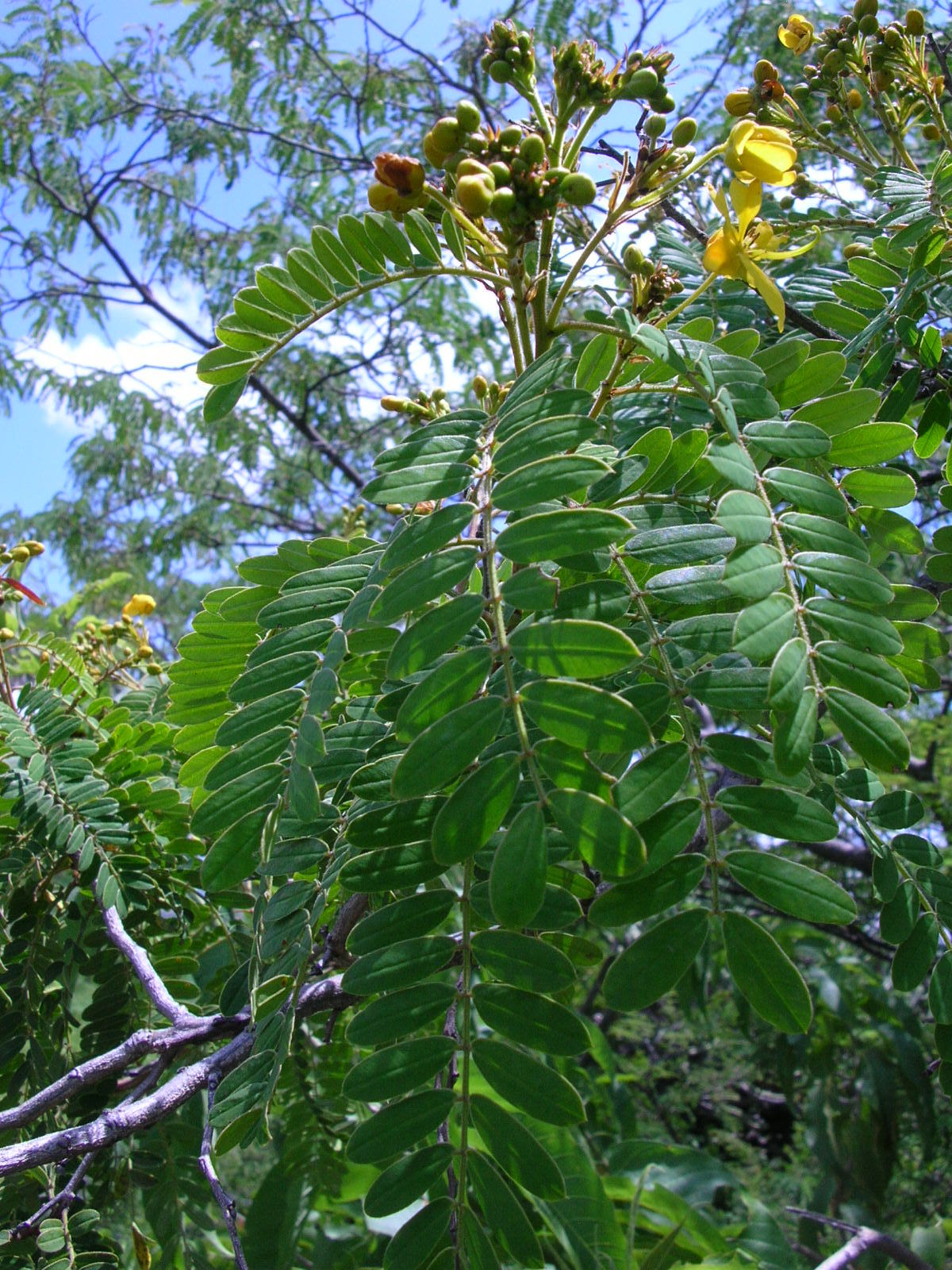 Senna polyantha (Collad.) H.S.Irwin & Barneby