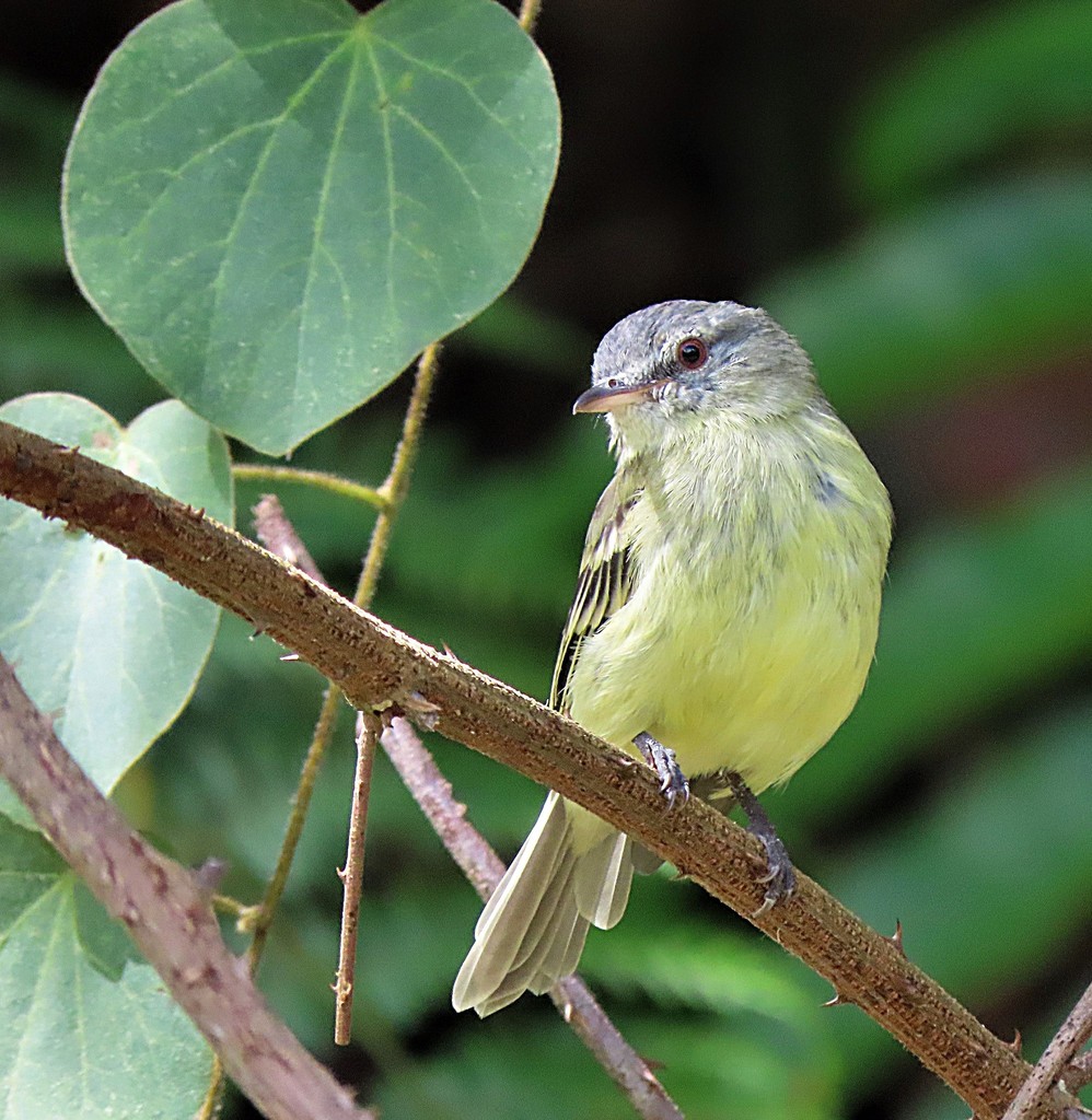 White-fronted Tyrannulet from Sendero de las alcantarillas, Calle El ...