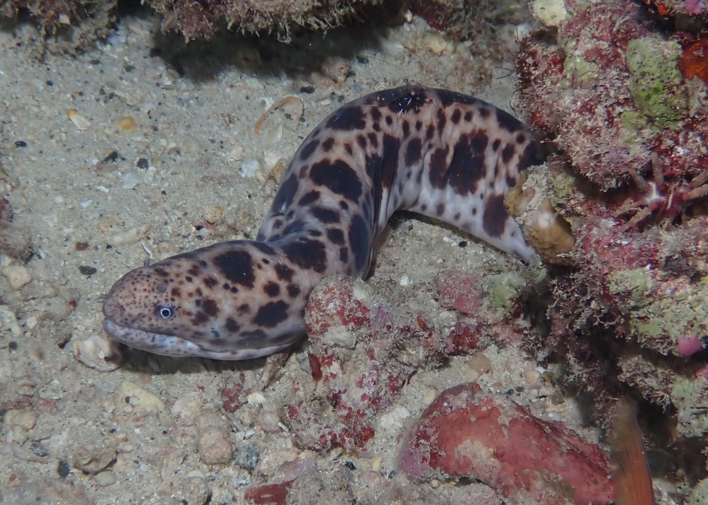 Tiger Snakemoray from End Pipe on November 21, 2021 at 07:17 PM by Sara ...