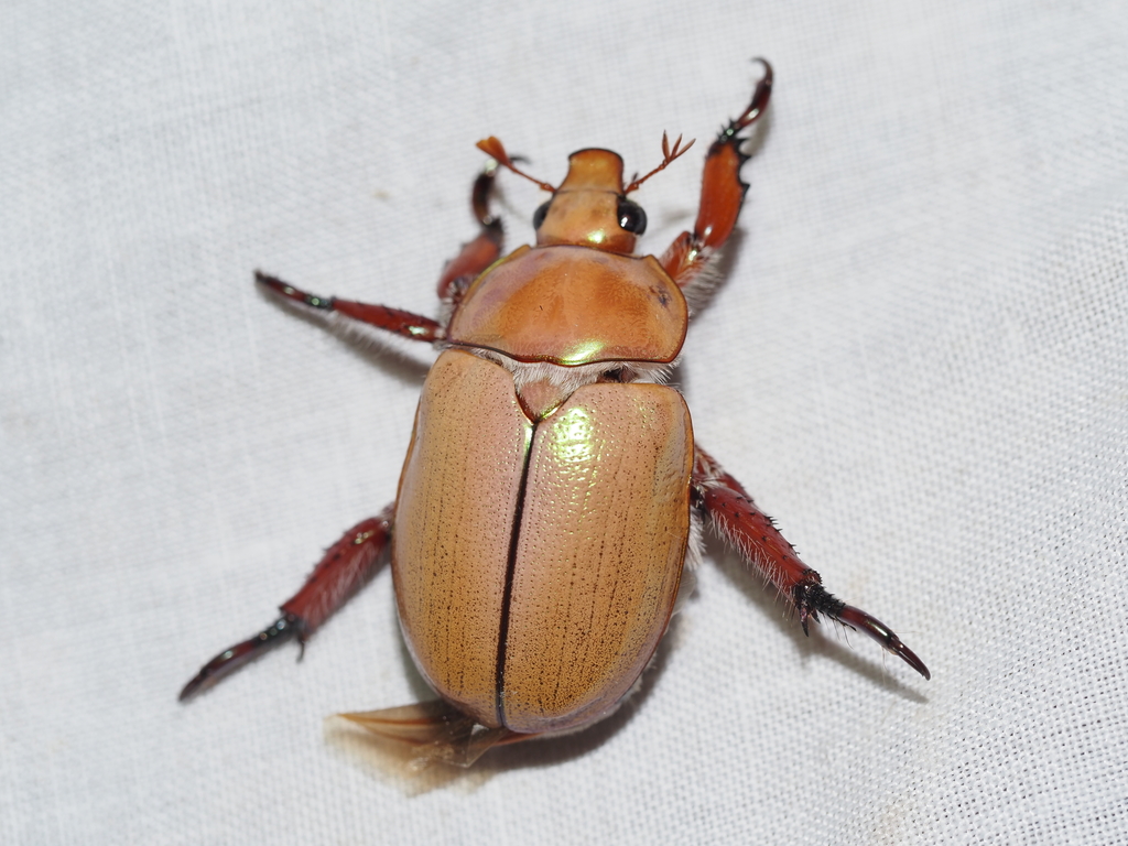 Anoplognathus montanus from Clarendon SA 5157, Australia on November 22 ...