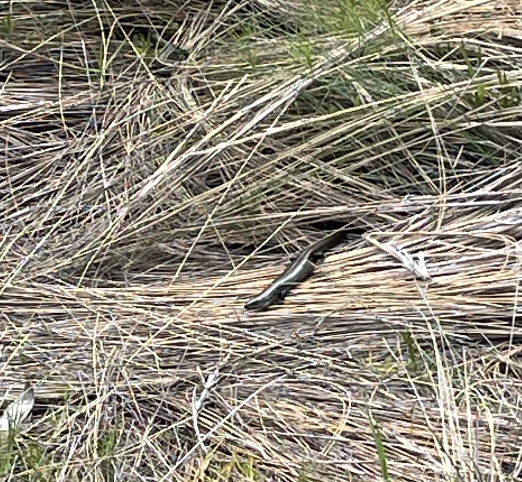 Eastern Mourning Skink in November 2021 by suecee · iNaturalist