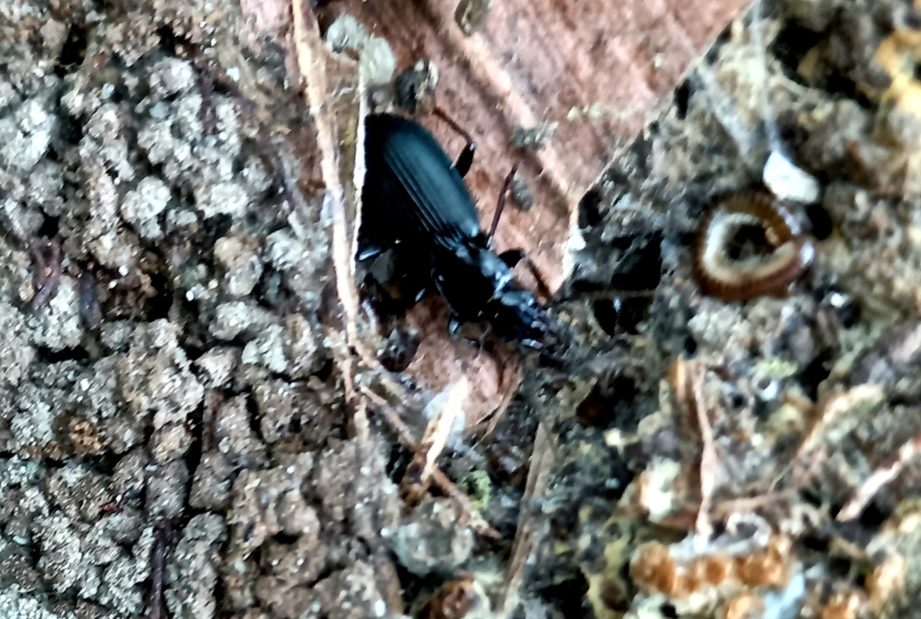 Cosmopolitan Ground Beetle from McLeans Island, Christchurch, New ...