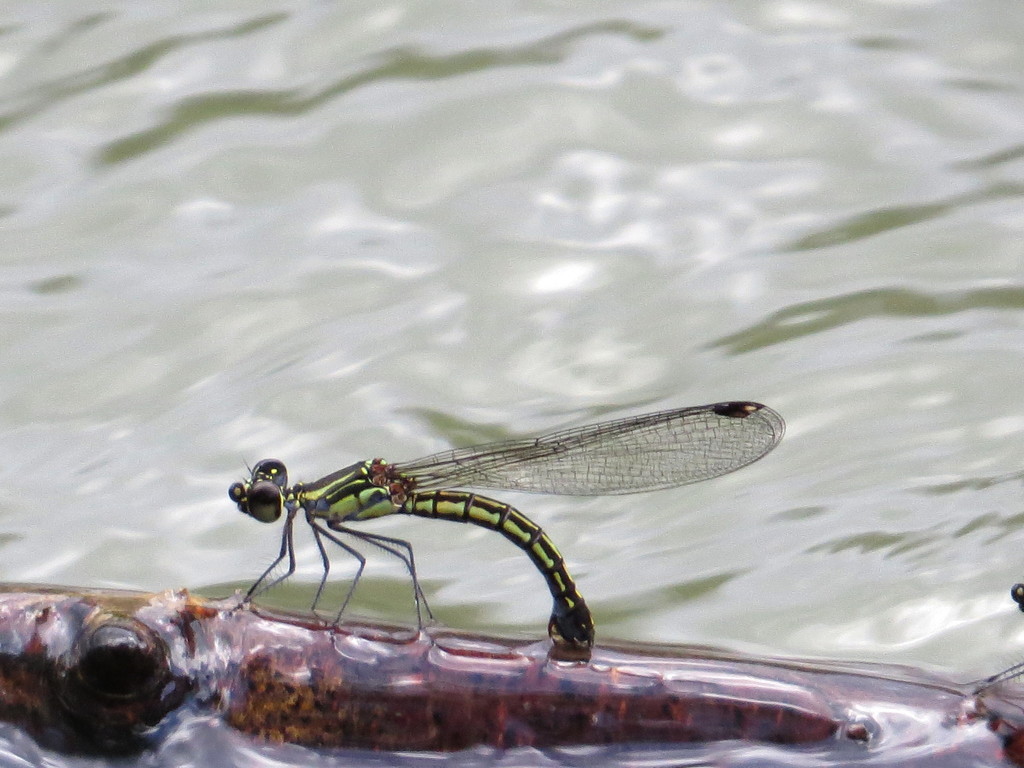 Libellago semiopaca from Papar, Sabah, Malaysia on November 23, 2021 at ...