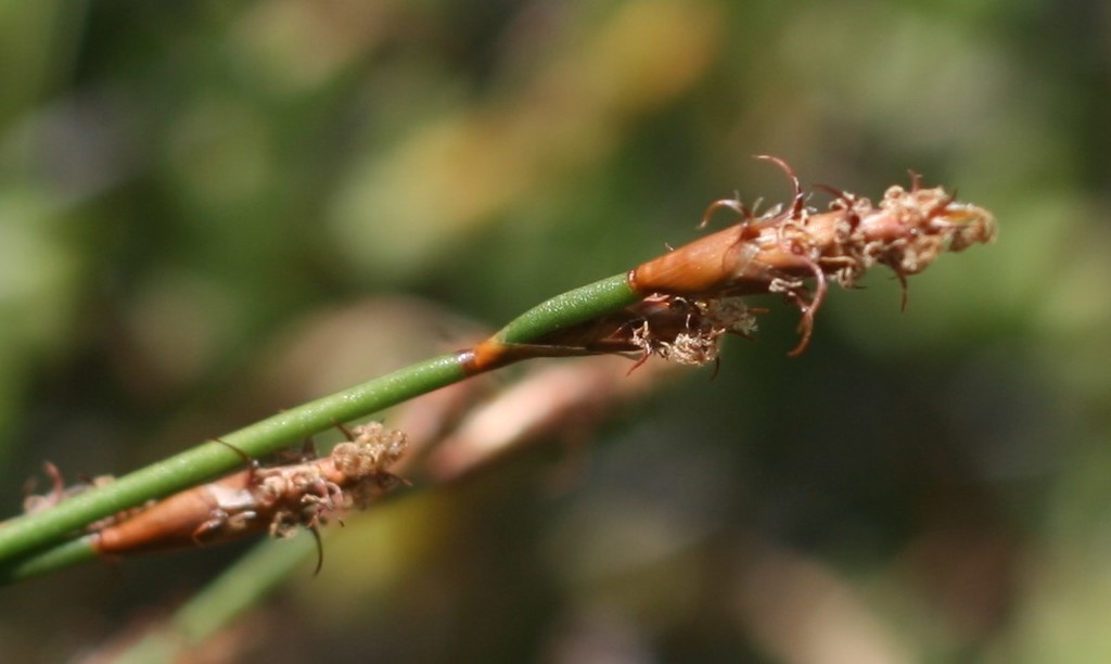 Cape Pegreed (Restio capensis) - Botanical Realm