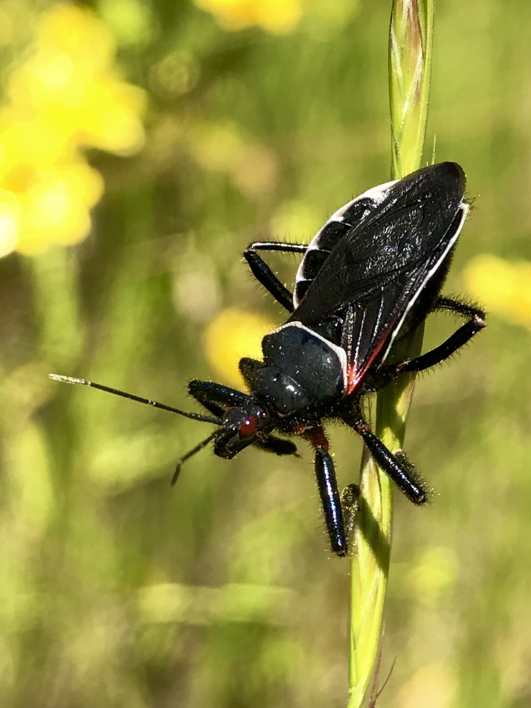 California Bee Assassin from Mt. Madonna County Park, Watsonville, CA ...