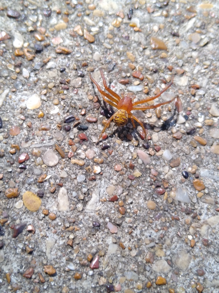 Ground Crab Spiders from David G. and Jacqueline M. Braithwaite ...