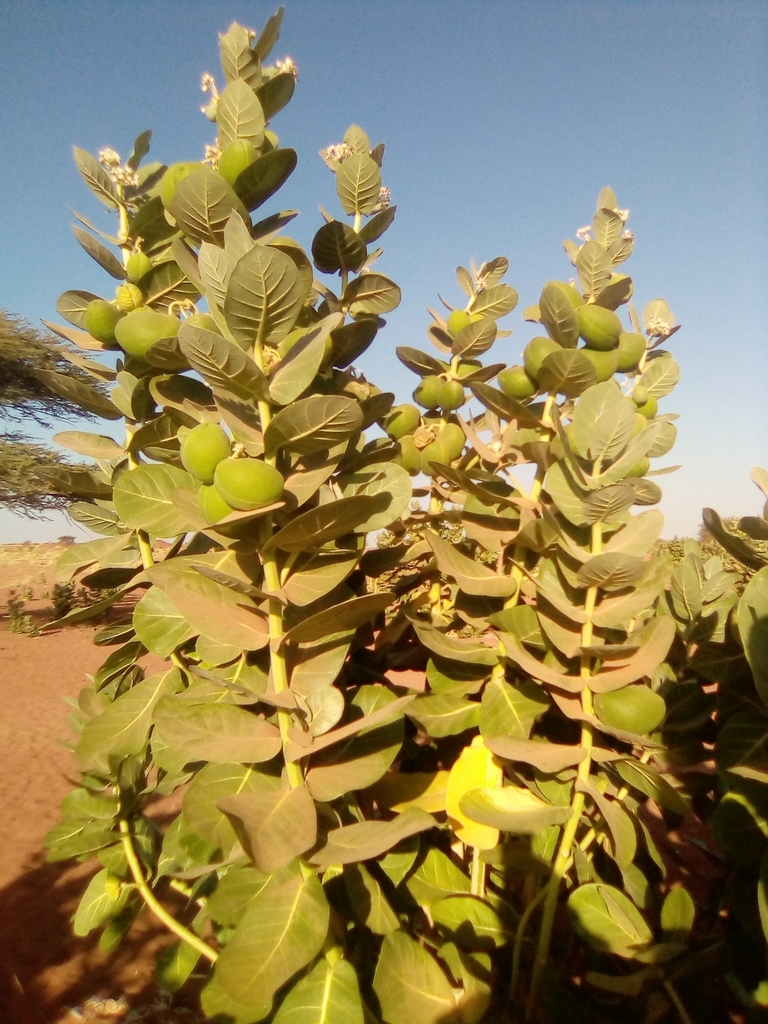 giant milkweed from Bilma, Niger on November 23, 2021 by Dégboé Etienne ...