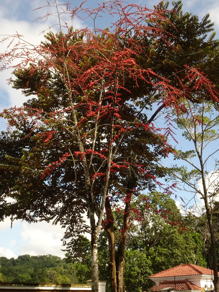Barnebydendron riedelii from Camino de Cruces, Panamá, Panama on ...