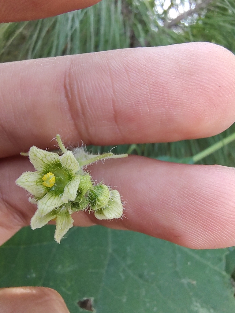 Sicyos microphyllus from Las Agujas, San Juan de Ocotán, Jal., México ...