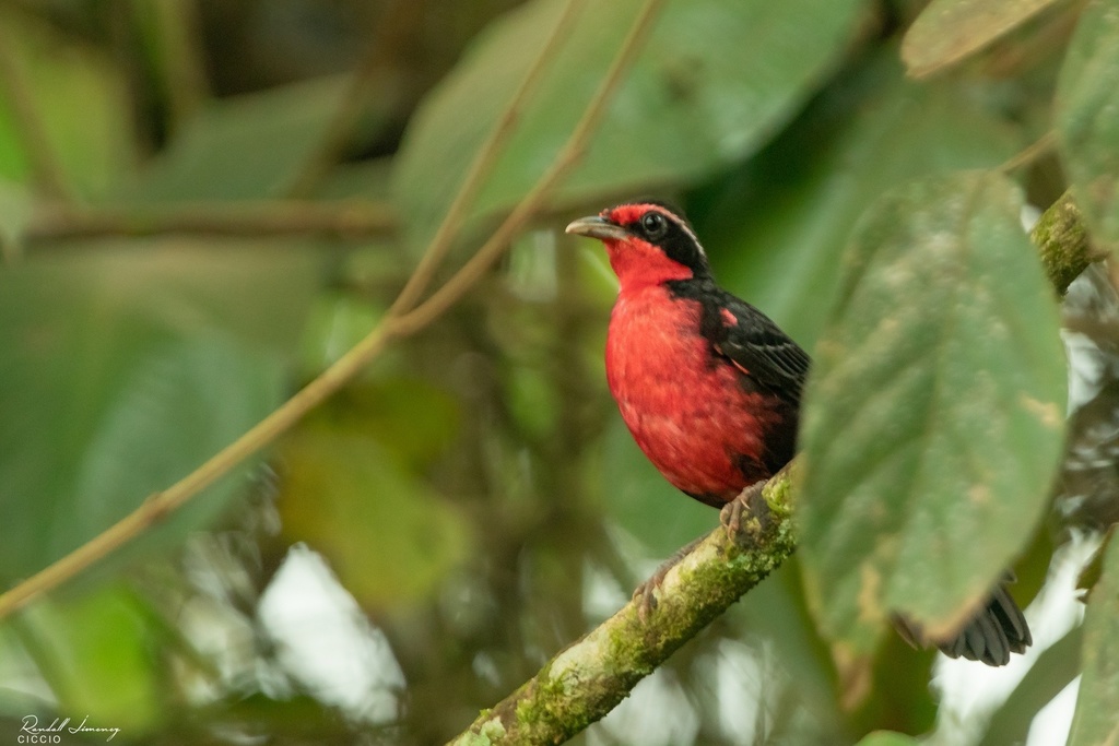 Rosy Thrush-Tanager from Buenos Aires, Puntarenas, CR on November 21 ...