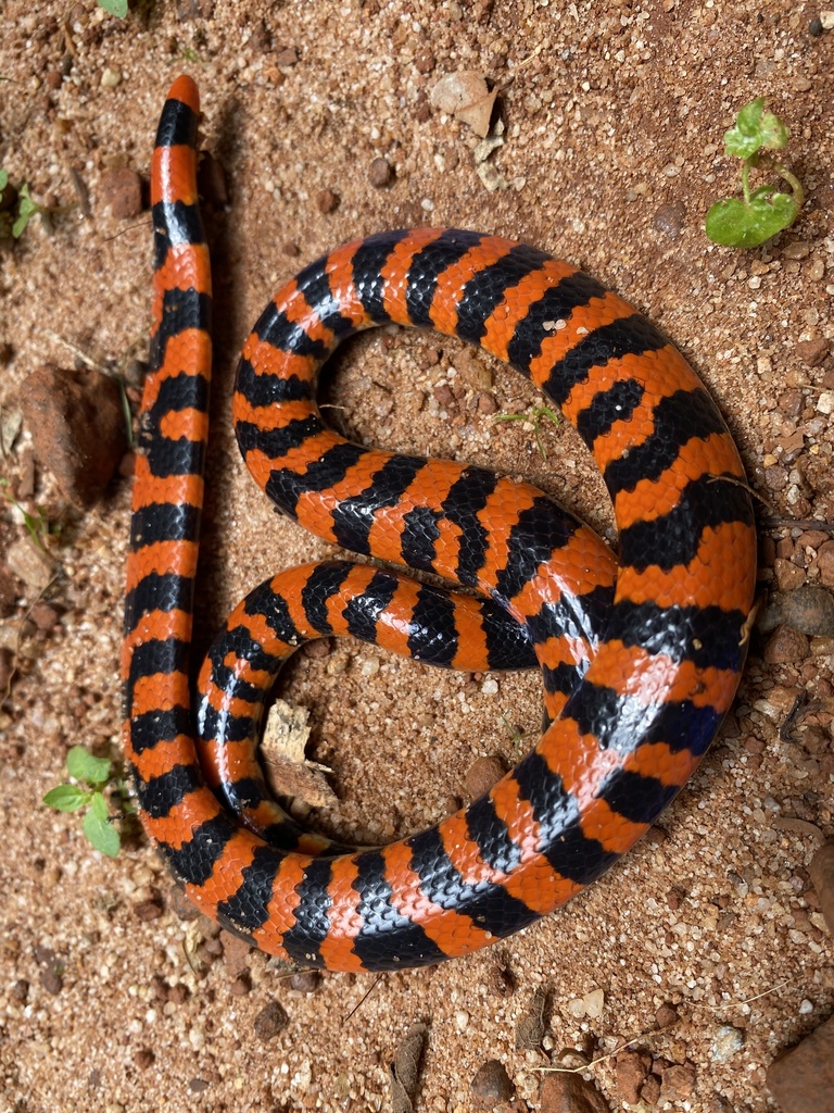 False Coral Snake from Parauapebas, PA, BR on November 23, 2021 at 11: ...