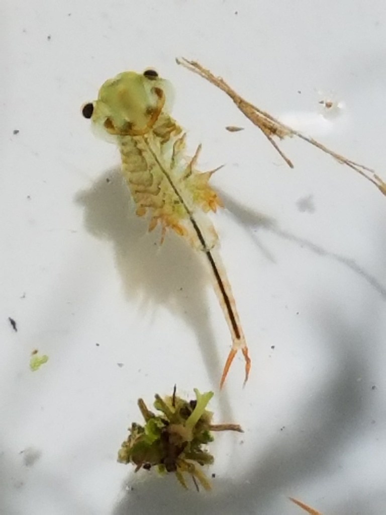 Eubranchipus from Oak Creek, WI 53154, USA on April 29, 2018 at 12:28 ...