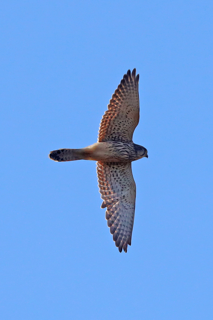 Eurasian Kestrel from Hoylake, Wirral, UK on 21 November, 2021 at 01:09 ...