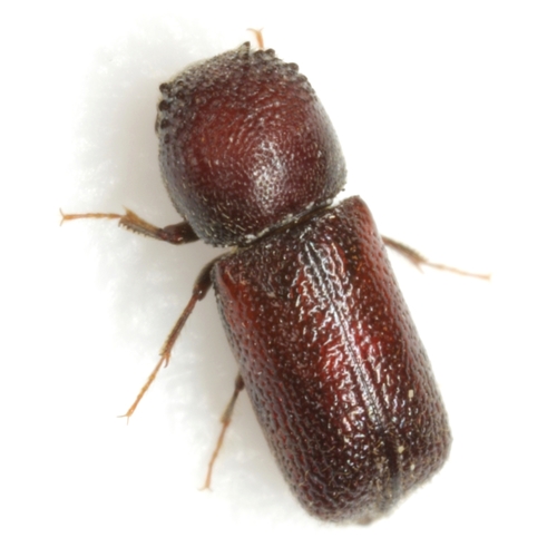 Micrapate dinoderoides · iNaturalist