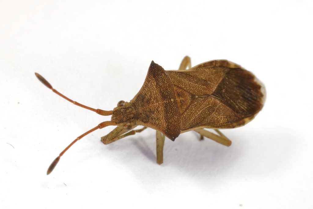 Cletus ochraceus from Western District, South Africa on November 3 ...