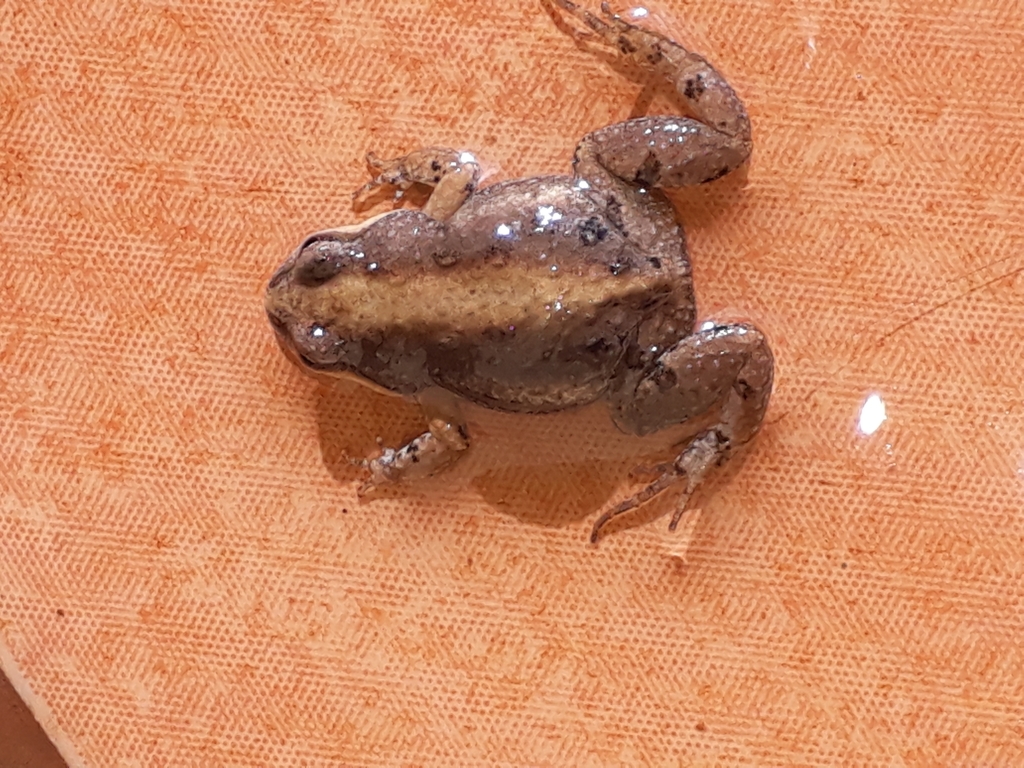 Boettger's dainty frog from Mossel Bay Local Municipality, South Africa ...