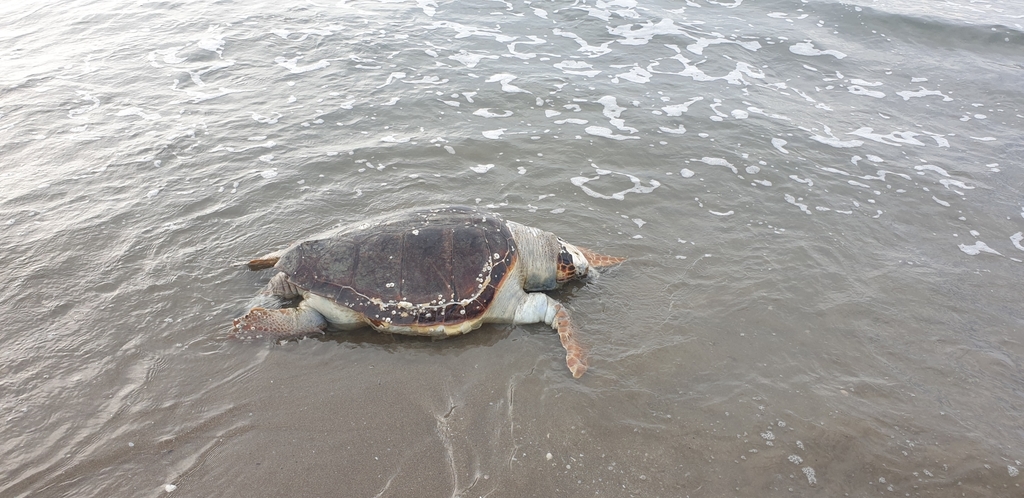 Loggerhead Sea Turtle in November 2021 by sajmirhoxha. Found dead in ...
