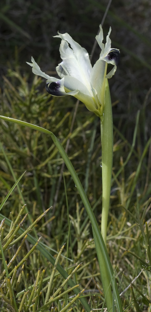 Snake's-head Iris (Iris tuberosa) - Botanical Realm