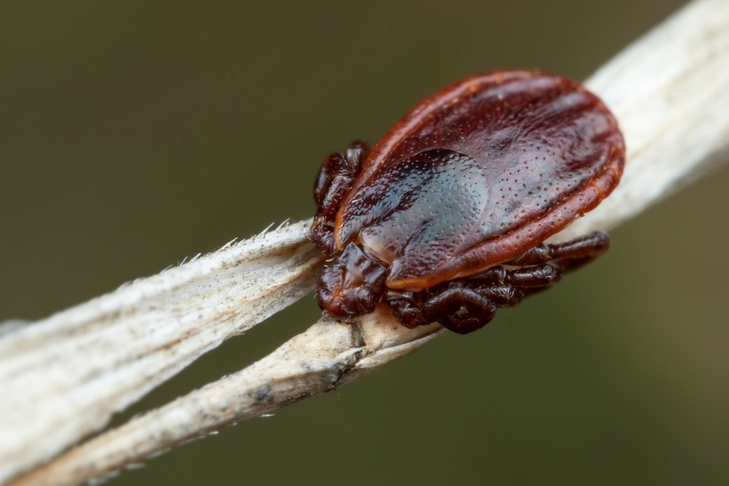 red sheep tick from 34190 Ferrières-les-Verreries, France on September ...