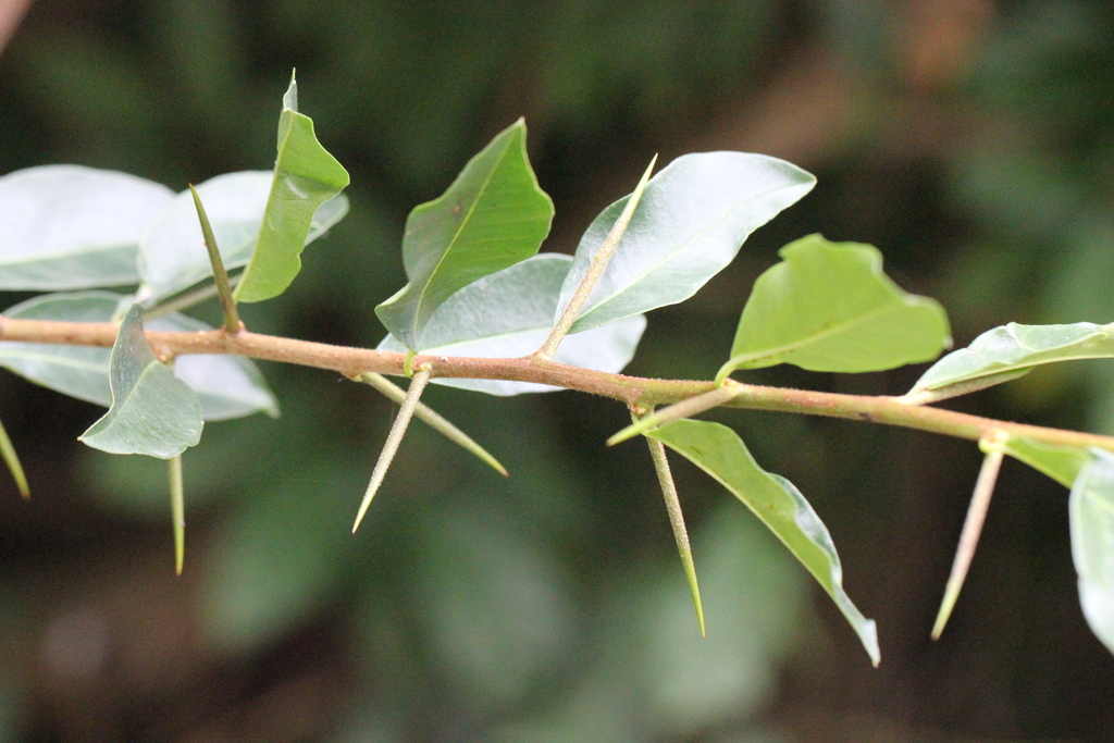 cockspur thorn (Logan native vines that look like weeds.) · iNaturalist
