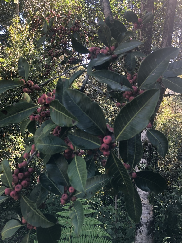 Ficus velutina from Chíquiza, Boyacá, CO on November 21, 2021 at 09:32 ...