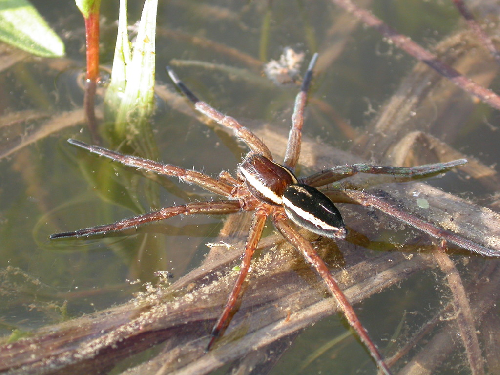 Raft Spider from Kyynäröinen, Suomi on May 29, 2003 at 07:29 AM by ...
