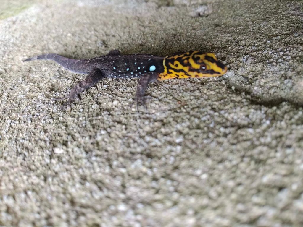 Shieldhead Gecko from El Guabo, Ecuador on November 12, 2021 at 02:06 ...