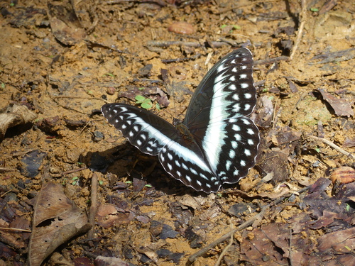 Cymothoe oemilius · iNaturalist
