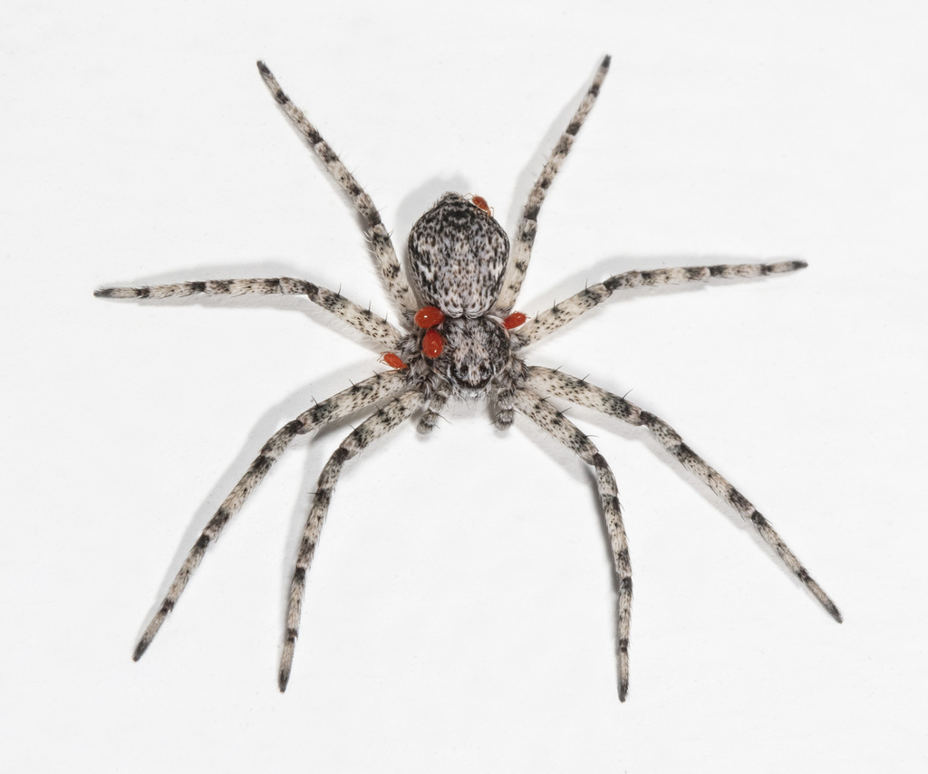 Philodromus placidus from Clanwilliam, MB R0J, Canada on July 19, 2021 ...