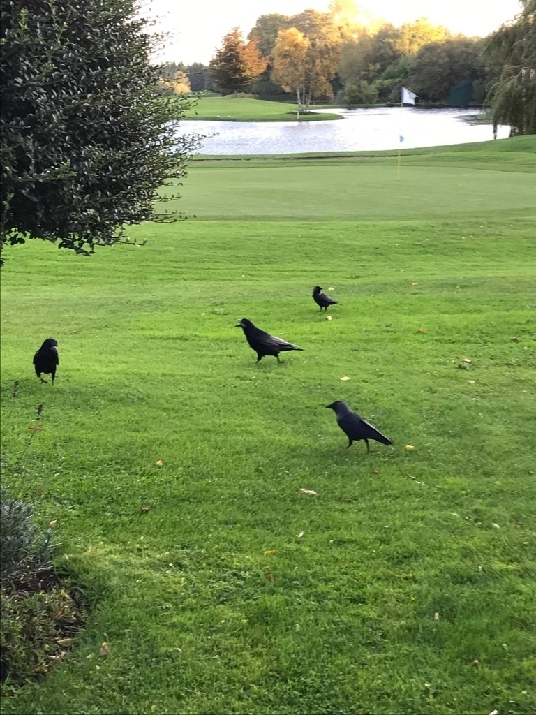 Eurasian Jackdaw (Nordic) from Citywest Hotel on November 24, 2021 at ...