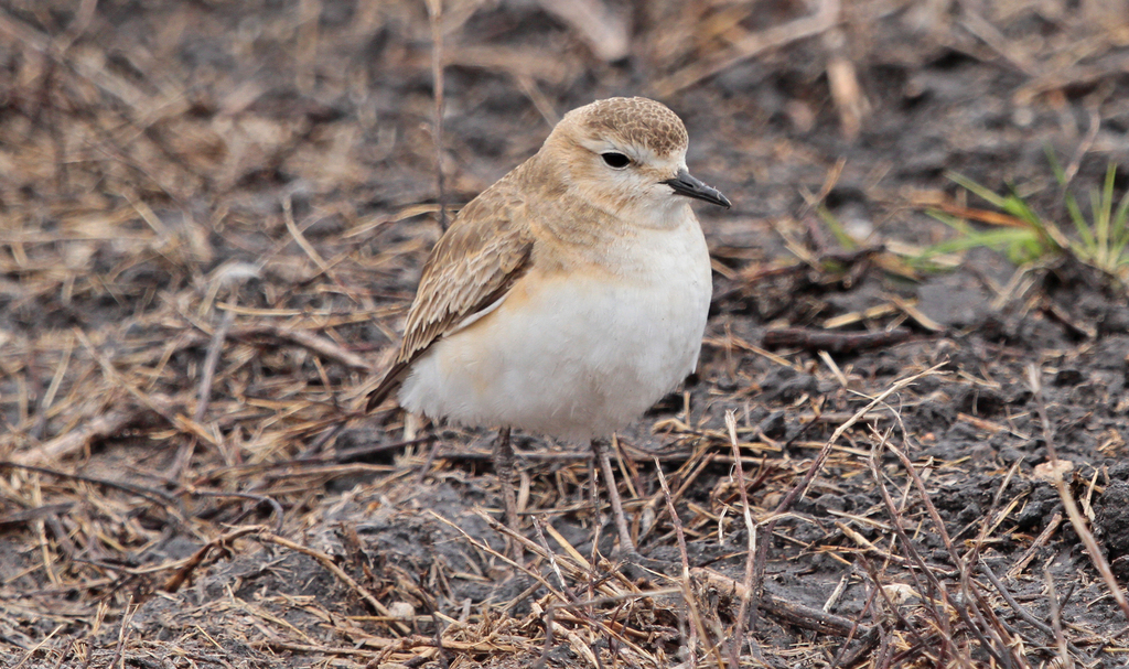Mountain Plover in February 2021 by Rik Brittain · iNaturalist