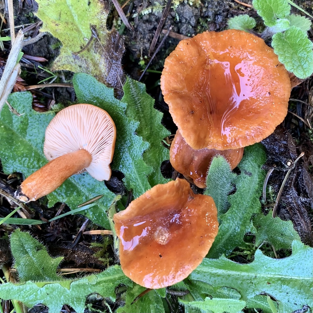 Lactarius subviscidus from Northridge Rd, Eureka, CA, US on November 23 ...