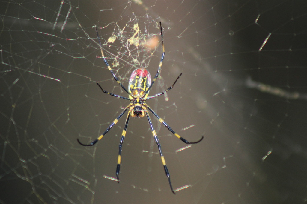 Joro Spider from Lumpkin County, GA, USA on November 9, 2021 at 04:41 ...