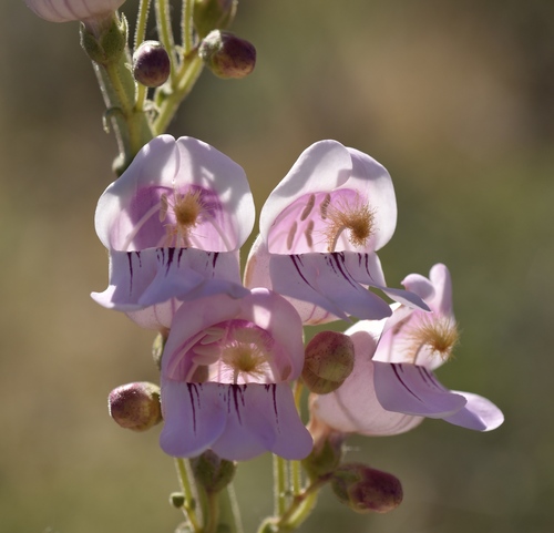 Palmer's penstemon (Variety Penstemon palmeri palmeri) · iNaturalist