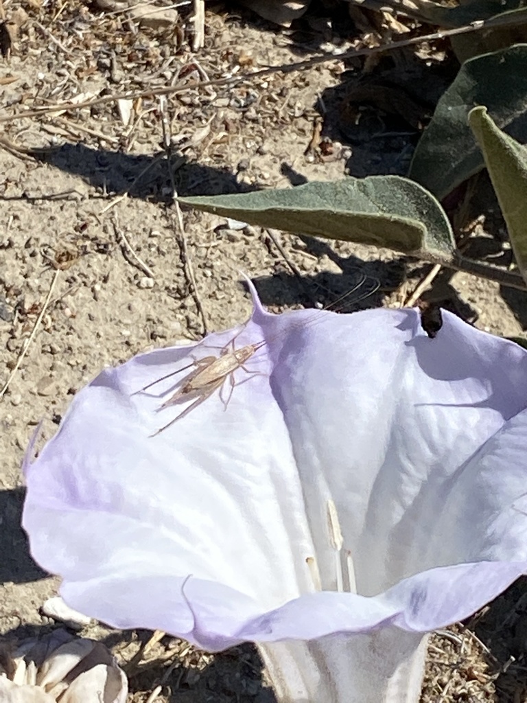 Western Tree Cricket from Campus Park Dr, Moorpark, CA, US on October ...