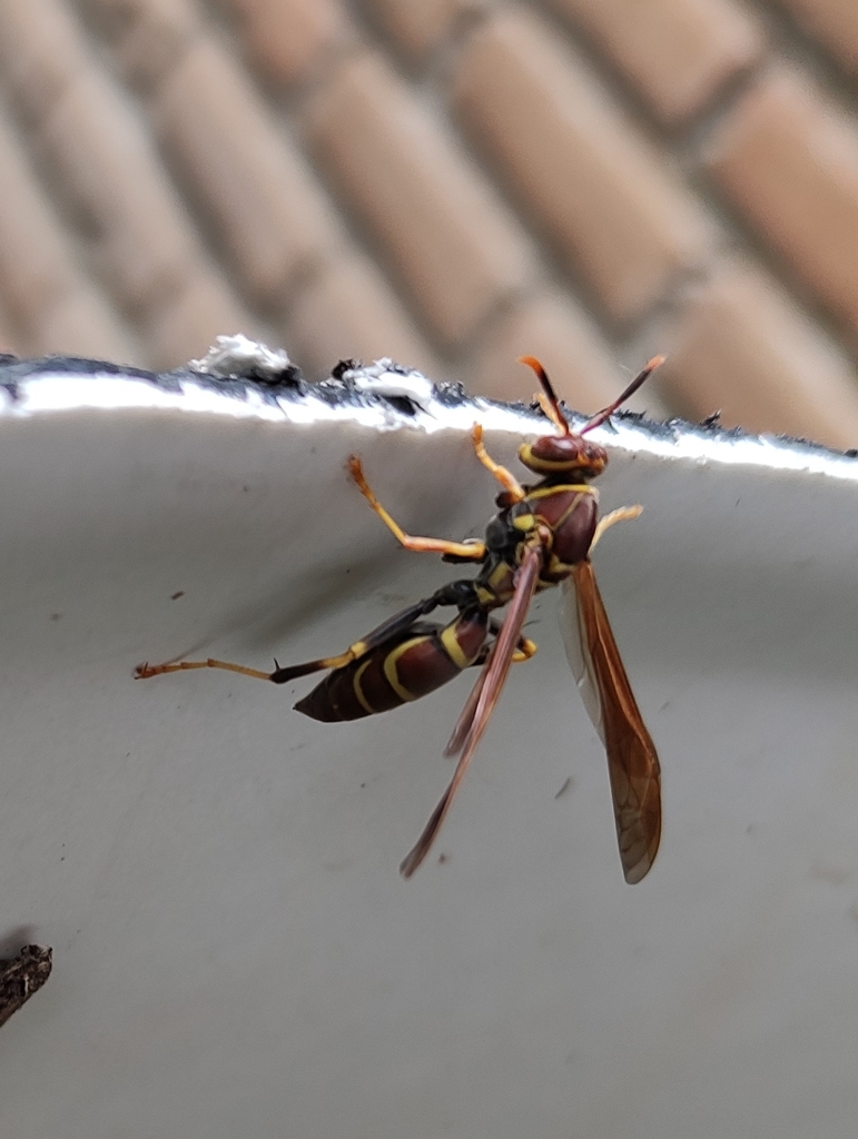 Unstable Paper Wasp from 42127 Hgo., México on November 23, 2021 at 02: ...