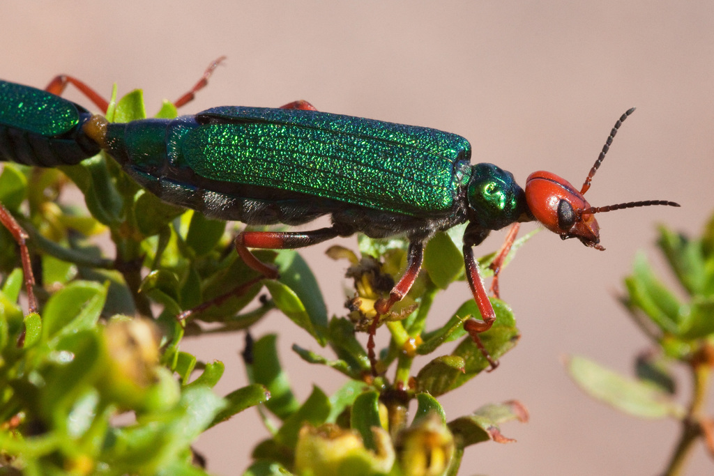 Eupompha fissiceps (Meloid Beetles of the United States) · iNaturalist