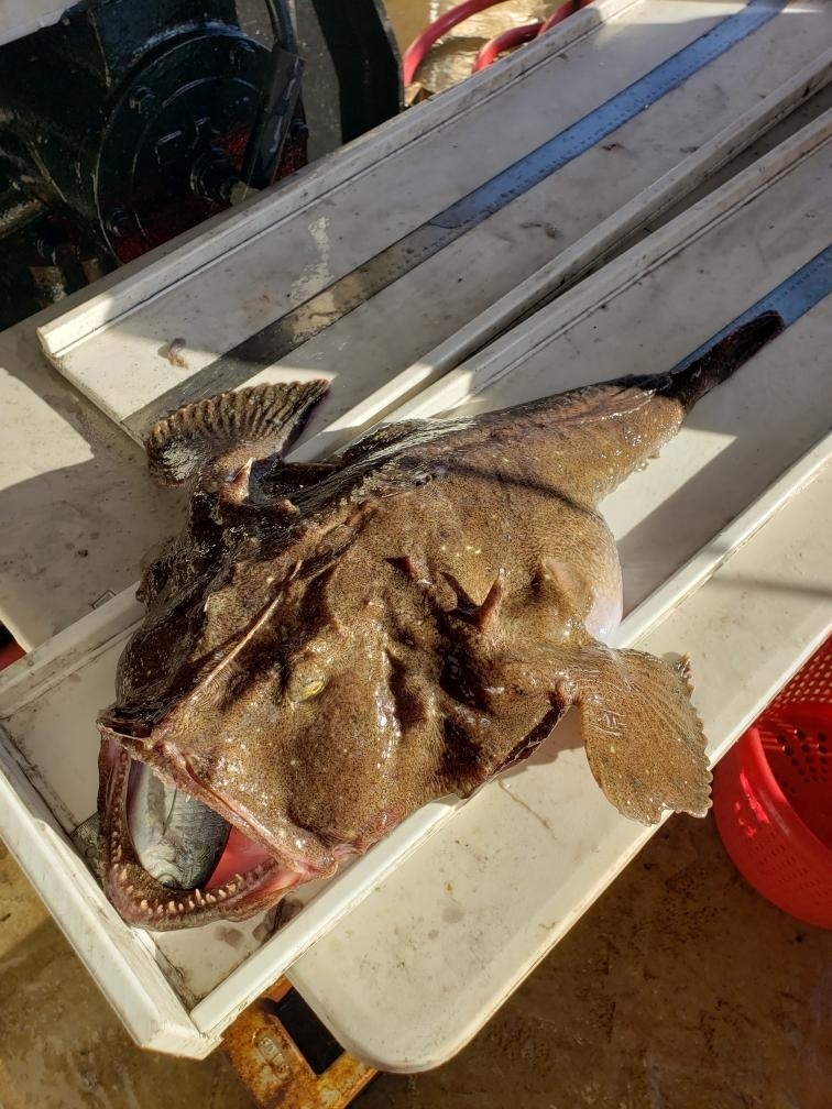 American Monkfish from Southampton, NY, USA on November 14, 2021 by ...