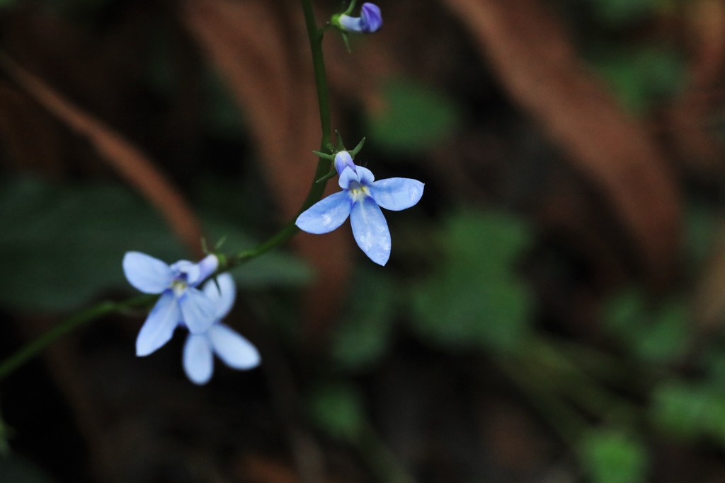 forest lobelia from Bonville NSW 2450, Australia on November 23, 2021 ...