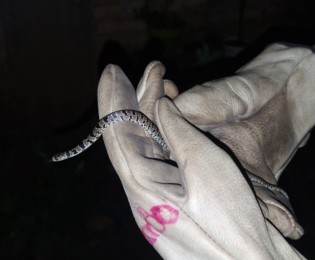 Bolivian Snail-eater from HGGR+WVX, Yvyraro, Paraguay on November 18 ...