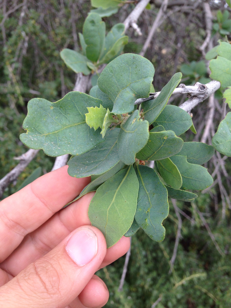 blue oak (Oaks of California) · iNaturalist
