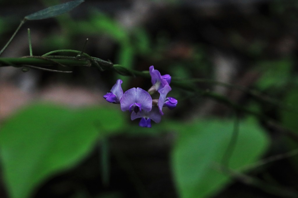 Twining Glycine from Bonville NSW 2450, Australia on November 23, 2021 ...