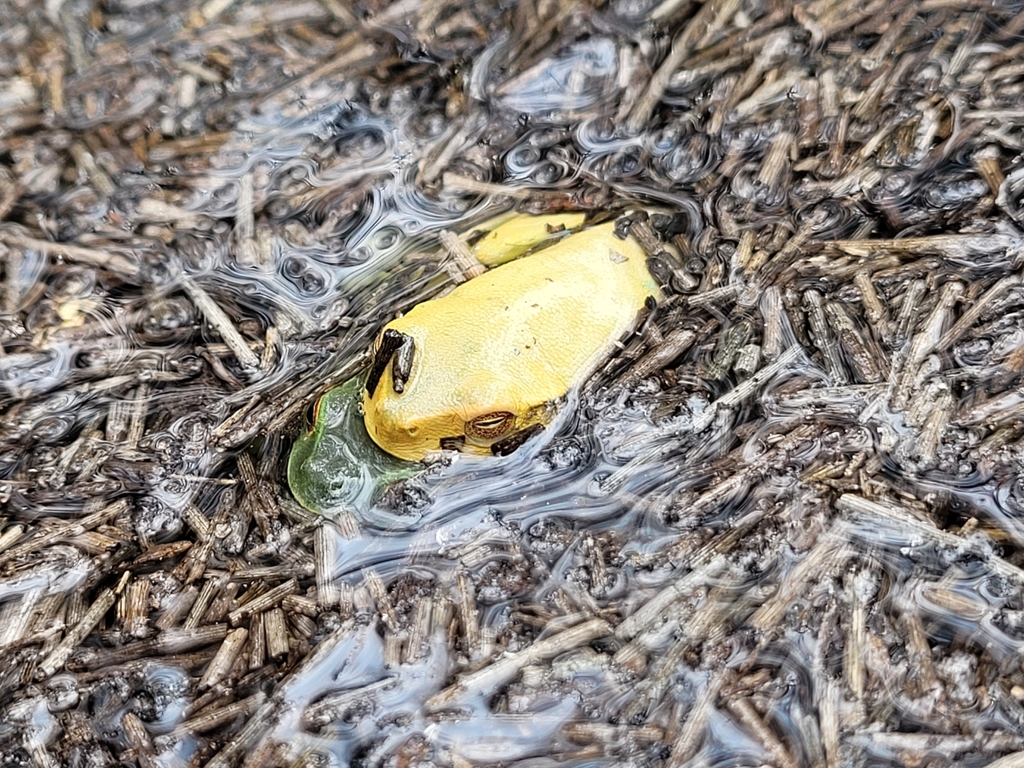 Dainty Green Tree Frog from Coombabah, AU-QL, AU on November 24, 2021 ...