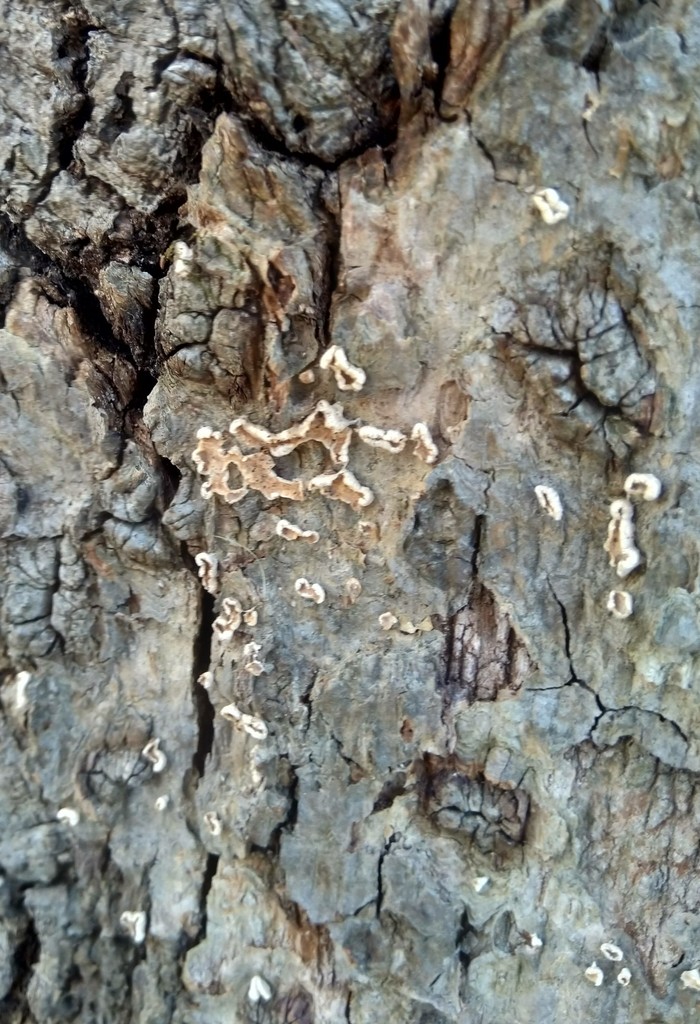 Smooth Patch Disease from Arcola Bluffs Day Use Area, Washington County ...