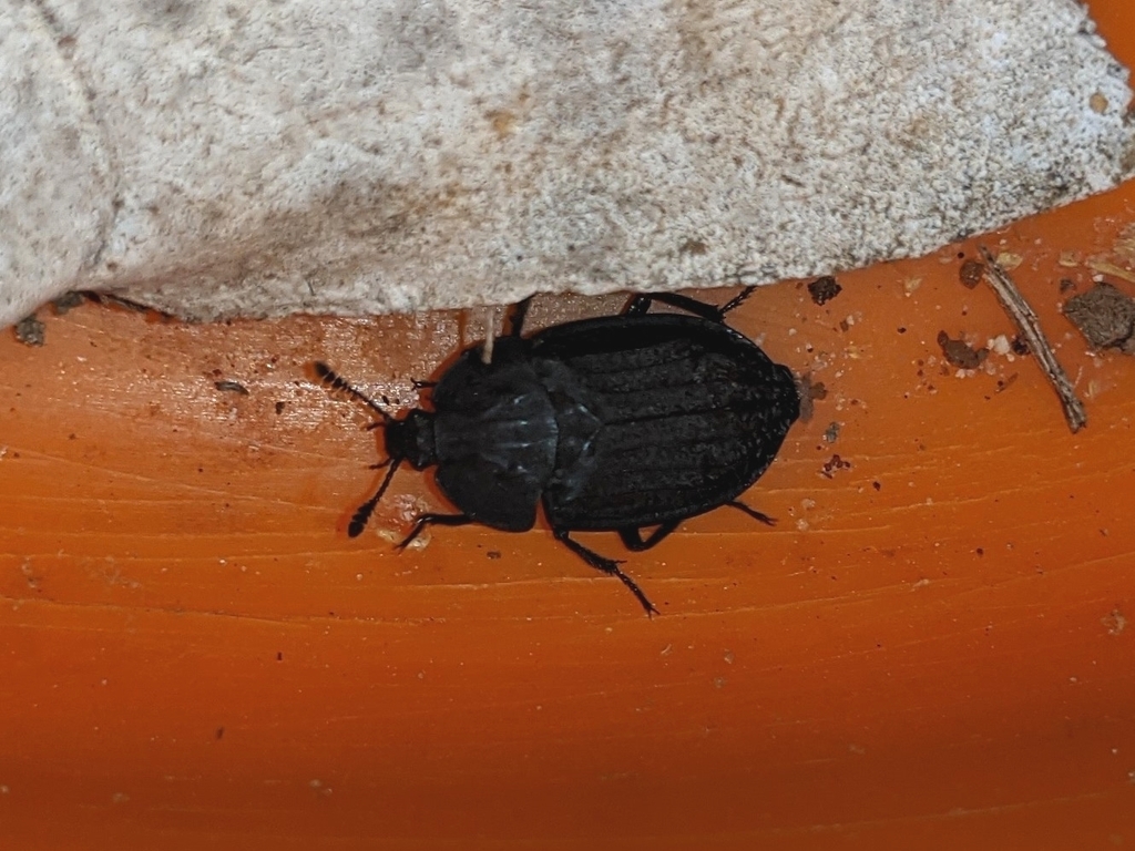 Carrion Beetle in November 2021 by jeanetx. May have crawled out of a ...
